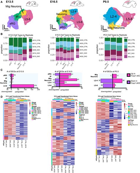 Cell Type Specific Roles Of Foxp1 In The Excitatory Neuronal Lineage
