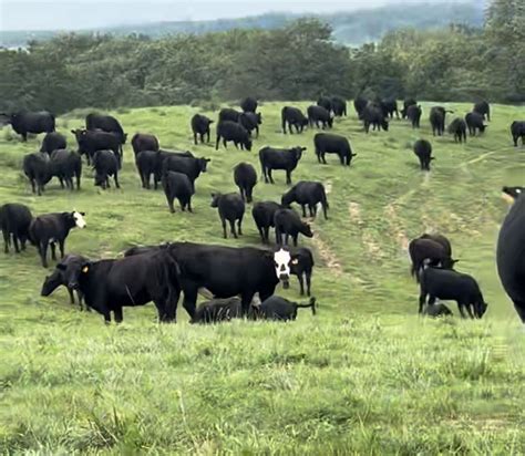 Estrous Synchronization With Natural Service Offers Many Benefits