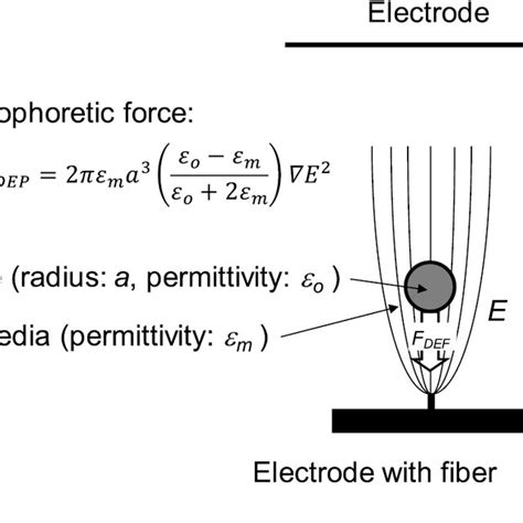 Dielectrophoretic Force Acting In Non Uniform Electric Field