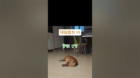 불러도 대답없는 코코 하지만 이소리는 못참지ㅎㅎㅎ 코코 강아지 Youtube