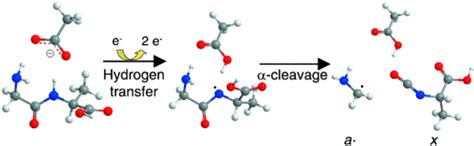 Cα C Backbone Fragmentation Dominates In Electron Detachment