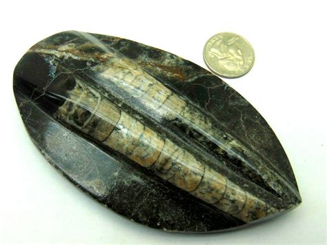 Orthoceras Fossil Ammonite Cephalopod 500 Million Yrs Old Matrix Extinct Marine