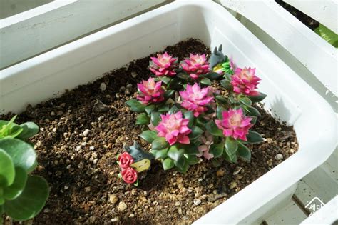 집에서 대파키우기 파테크 성공 네이버 블로그