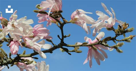 푸른 하늘을 배경으로 분홍색 꽃이 핀 나뭇가지 사진 Unsplash의 무료 꽃 이미지