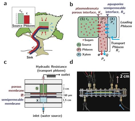 Passive Phloem Loading In Plants And In The Synthetic Tree On A Chip