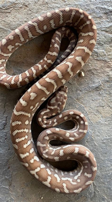 Bredli Pythons Available