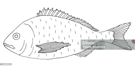 물고기 도라도 손으로 그린 흑백 흰색 배경에 그림 아름다운 물고기 벡터 일러스트레이션 개념에 대한 스톡 벡터 아트 및 기타 이미지 개념 검은색 교육 Istock