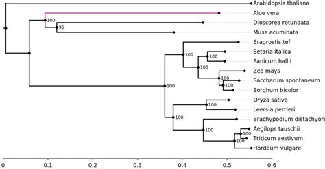 Aloe Plant Phylogeny Tree
