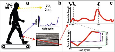 A Subjects Walked To A Metronome Beat On A Treadmill At A Set Speed Download Scientific