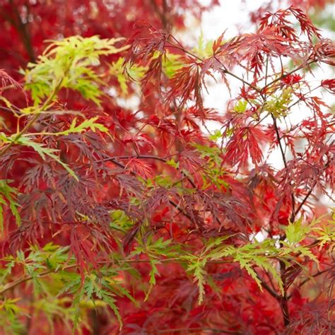 Érable Du Japon Acer Palmatum Seiryu Pépinière Ferriere Fleurs