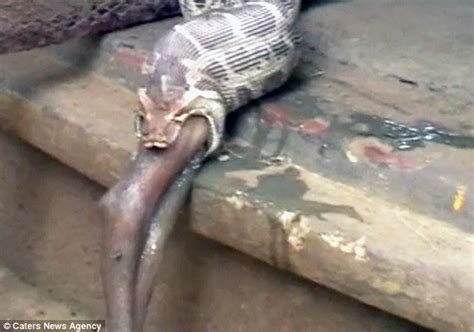 Gruesome Moment Python Regurgitates An Entire Antelope In Front Of Villagers Daily Mail Online
