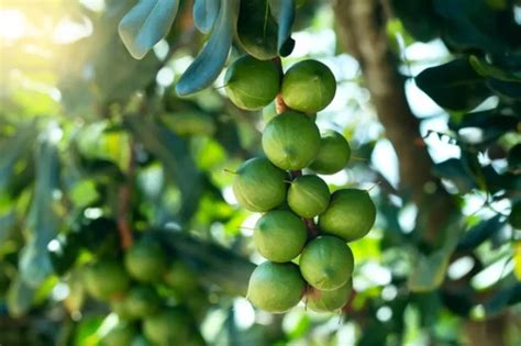 5 Types Of Macadamia Trees Are All Their Nuts Edible Smallholding🦸