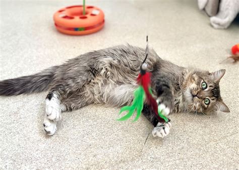 Feline Behavior Post Different Cat Play Styles Album On Imgur