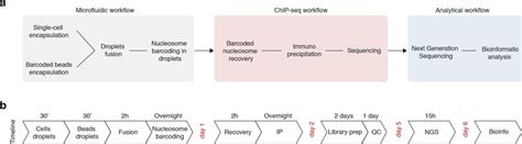 Overview Of The Single Cell Chip Seq Procedure A The Single Cell Download Scientific Diagram Overview Of The Single Cell Chip Seq Procedure A The Single Cell Download Scientific Diagram