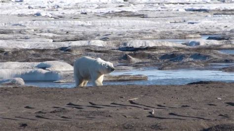 Barrow Ak Polar Bear 2 Getting Close To The Shore Line Youtube