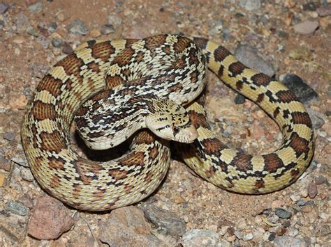 Gopher Snake Pituophis Catenifer Snakes And Lizards