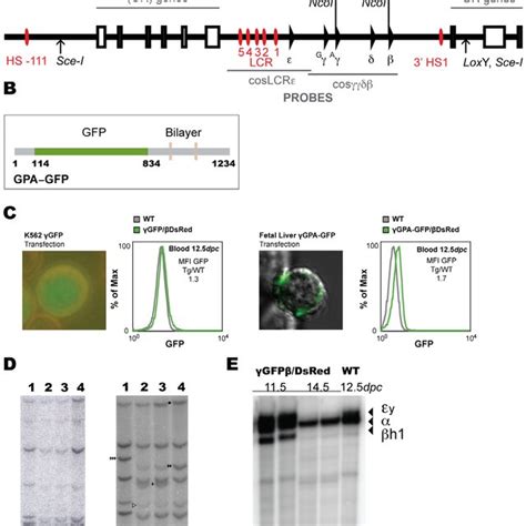 Modification Of The Human B Globin Locus And Generation Of Transgenic