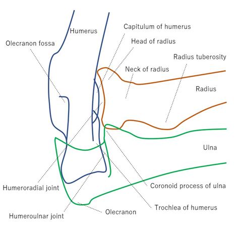 Capitulum View Trauma Oblique View Coyles Method｜tools For Radtech