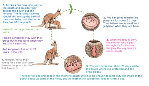 Kangaroo Gestation Period