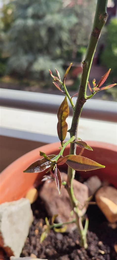 lemon tree issue r gardening