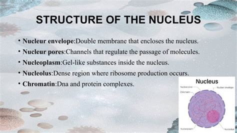 NUCLEUS Pptx Structure And Fuction Of Nucleus PPT