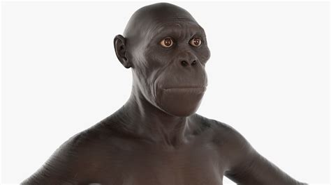 3d Scientific Reconstruction Of Australopithecus Female Black