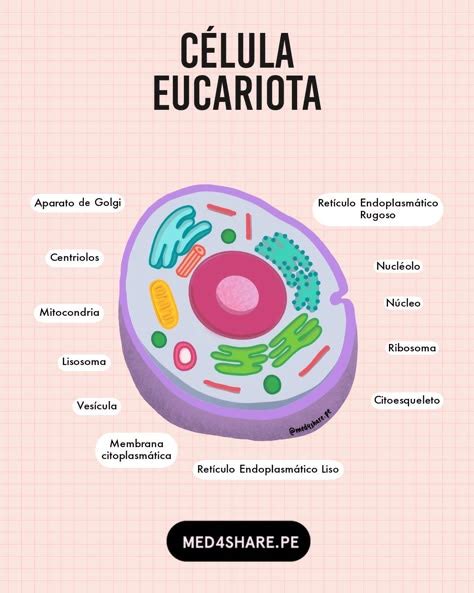 Celula Eucariota Dibujo Facil