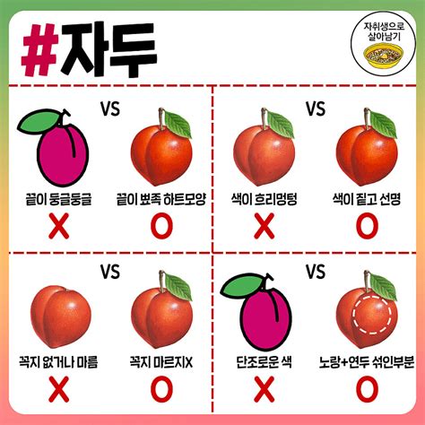 맛있는 과일 고르는 법  Avdbs