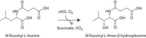 Stereoselective β Hydroxylation Of N Succinyl L Leucine Into N Succinyl