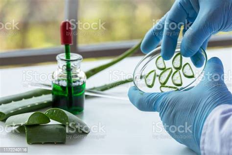 실험실에서 자연 Orgaric 추출 및 Platebeauty 과학자 연구 및 건강과 미용 치료를위한 프로젝트 의학을 개발판에 알로에 베라 헤르블 아로마 Assence슬라이스