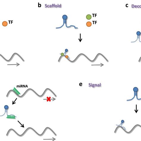 lncrnas functions a guide lncrnas can attach to other molecules