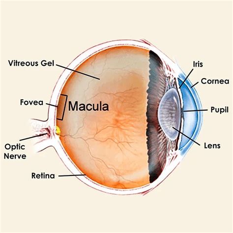 Central Serous Chorioretinopathy Cscr Treatment In An Ayurveda By Vedic Med Global Jul