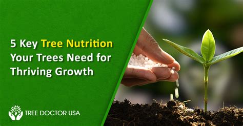 5 Key Tree Nutrition Your Trees Need For Thriving Growth