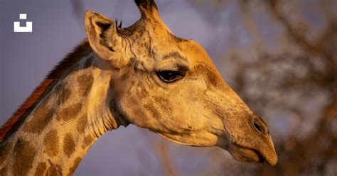 나무가 배경에 있는 기린의 머리 클로즈업 사진 Unsplash의 무료 빅토리아 폴스 리버 로지 이미지