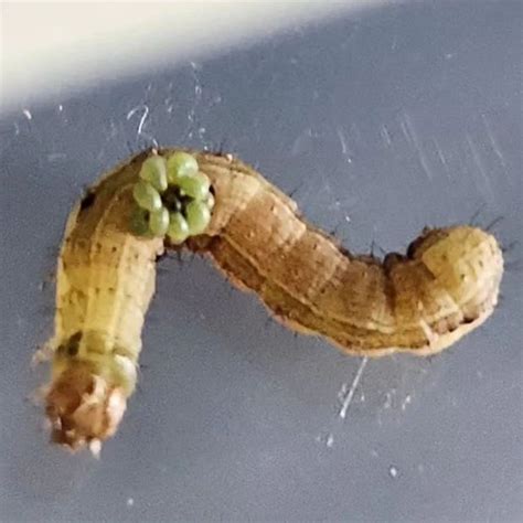 We Recently Inoculated Trichogramma For H Armigera With Some Great