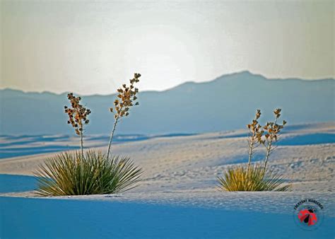 One Day At White Sands National Park National Park Obsessed