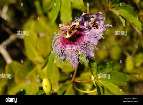 Passiflora Edulis Vine