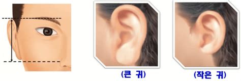이런 귀를 가진 사람이 승승장구합니다 관상서로 알아보는 내 귀 관상
