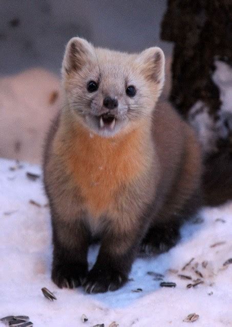 Furry And Feathered Sallerin Blog Japanese Martens By Coke And Som