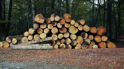 Tree Logging Stock Video Footage For Free Download