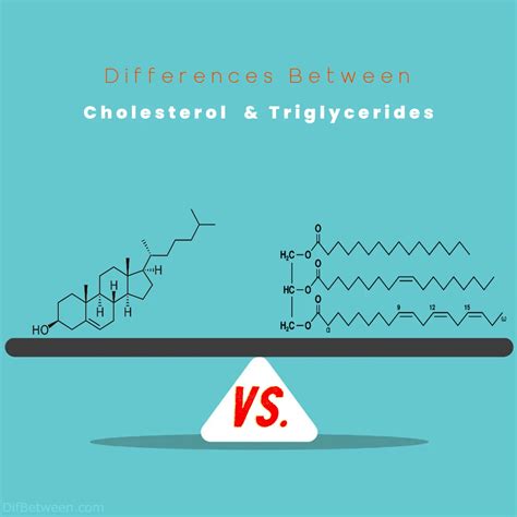 Cholesterol Vs Triglycerides Essential Contrasts Explained