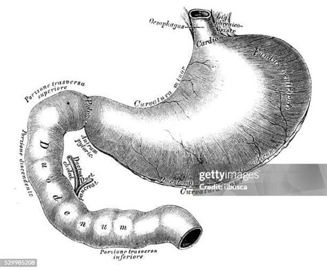 Duodenum Photos Et Images De Collection Getty Images