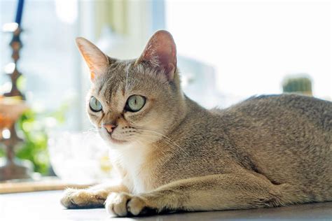 12 Of The Smartest Cat Breeds