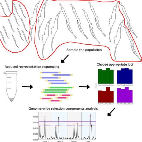 A Schematic Diagram Of How To Apply Genome Wide Selection Components Download Scientific