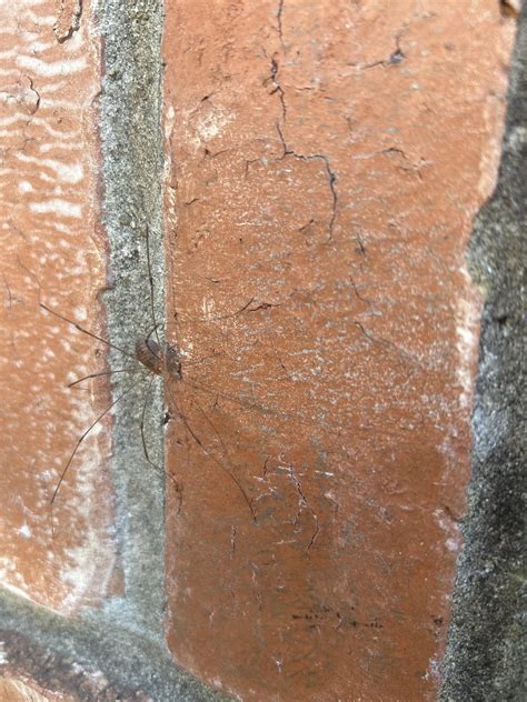 Ok That Looks Freaky What Are They Rspiders