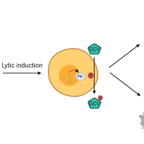 Overview Of Epstein Barr Virus Ebv Lytic Induction Therapy Ebv Lytic Download Scientific