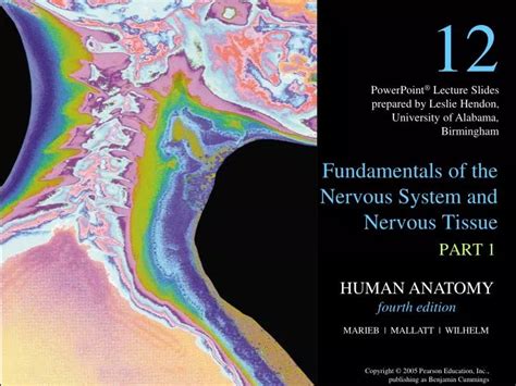 PPT Fundamentals Of The Nervous System And Nervous Tissue PowerPoint Presentation ID