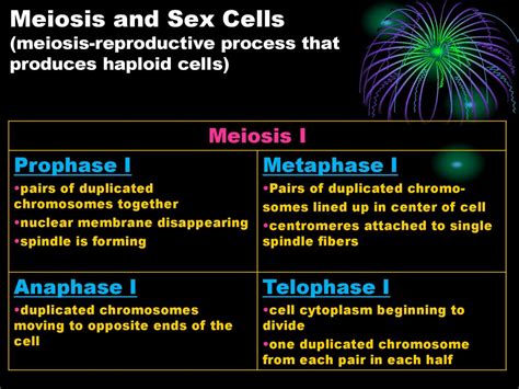 Mitosis Under What Circumstances Do Cells Undergo Mitosis Ppt Download