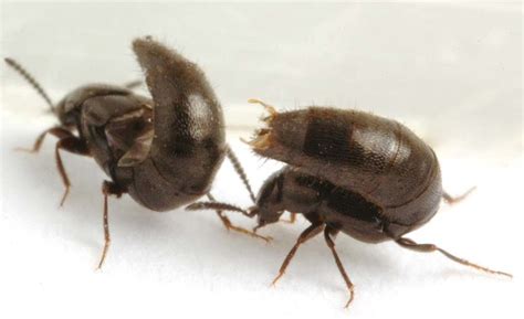 Tentative Daccouplement Entre Un Mâle à Droite Et Une Femelle De