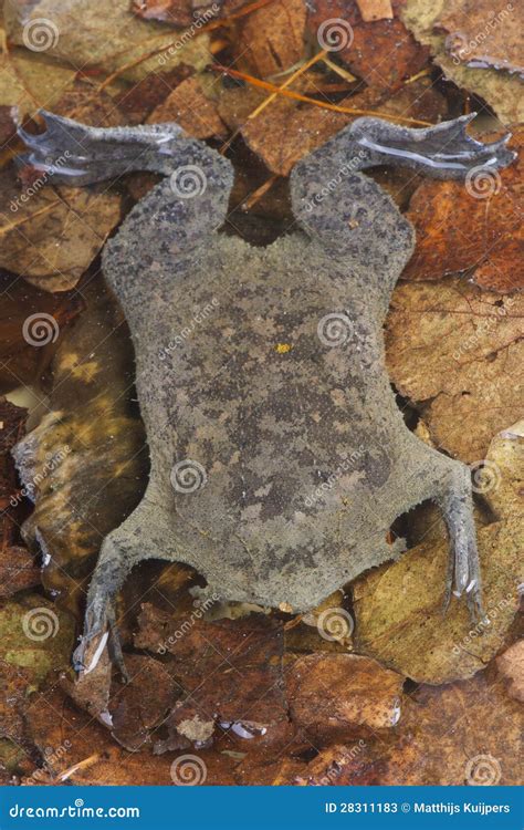 Surinam Toad Pipa Pipa Stock Image Image Of South 28311183